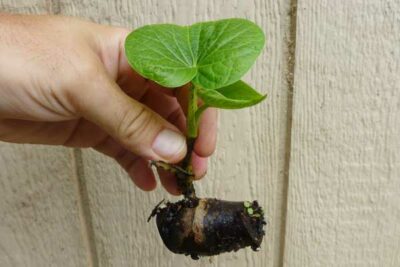 Life Cycle of a Kava Plant | Growing Kava Plants | Kava.com