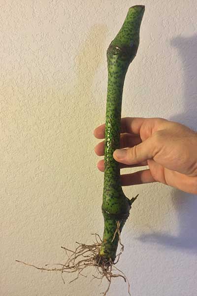 Life Cycle of a Kava Plant | Growing Kava Plants | Kava.com