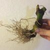 Life Cycle of a Kava Plant | Growing Kava Plants | Kava.com