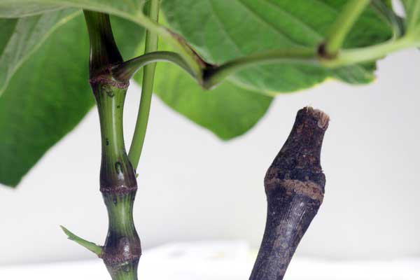 Life Cycle of a Kava Plant | Growing Kava Plants | Kava.com