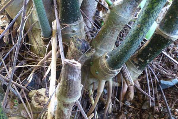 Life Cycle of a Kava Plant | Growing Kava Plants | Kava.com