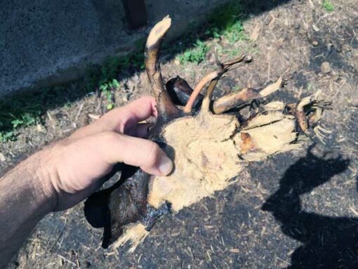 Life Cycle of a Kava Plant | Growing Kava Plants | Kava.com