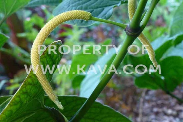 How to Grow Kava - Kava Plants Growing | Kava.com