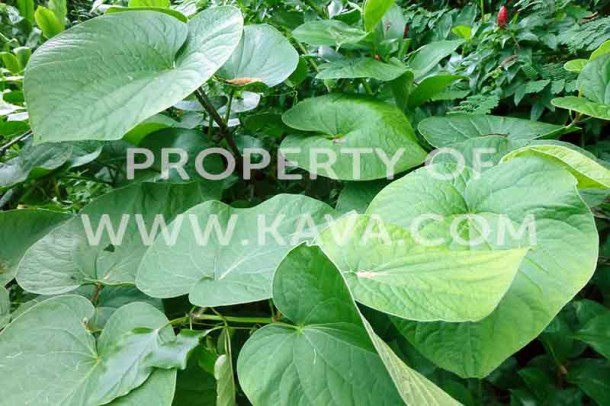 Botany of Kava Propagating Kava Plants | Kava.com