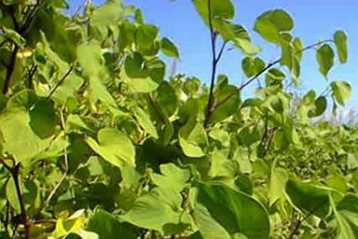 Is Kava Legal in the U.S.? | Kava.com