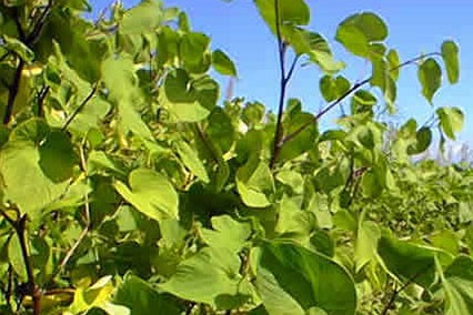 Is Kava Legal in the U.S.? | Kava.com